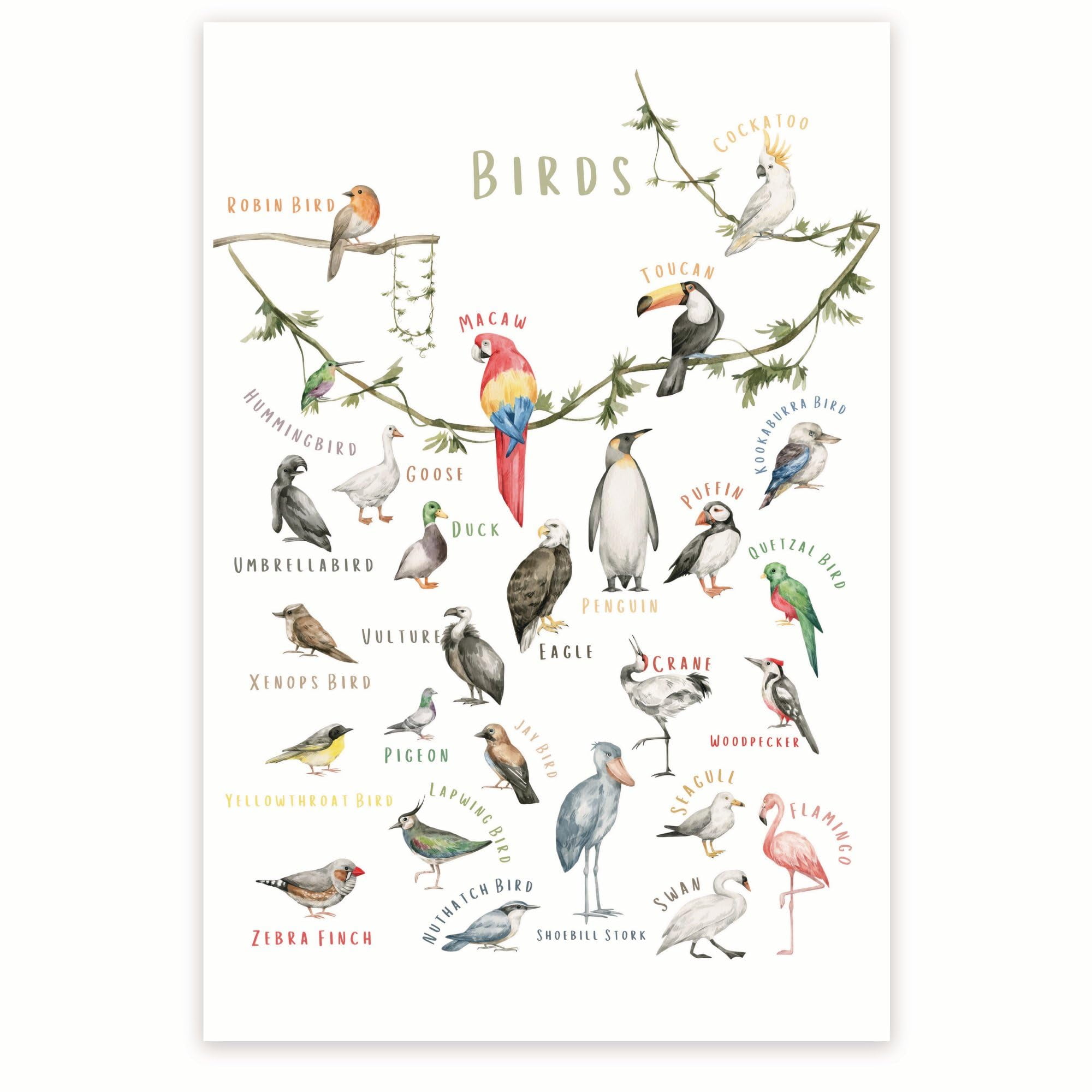 Birds Poster - Different Types of Birds - Bird Species - Bird ...
