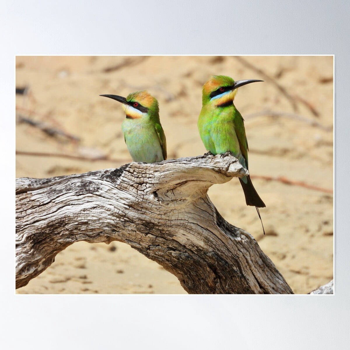 Birds Rainbow Bee-Eaters Beach Log Poster Wall Art, Modern Wall Decor ...