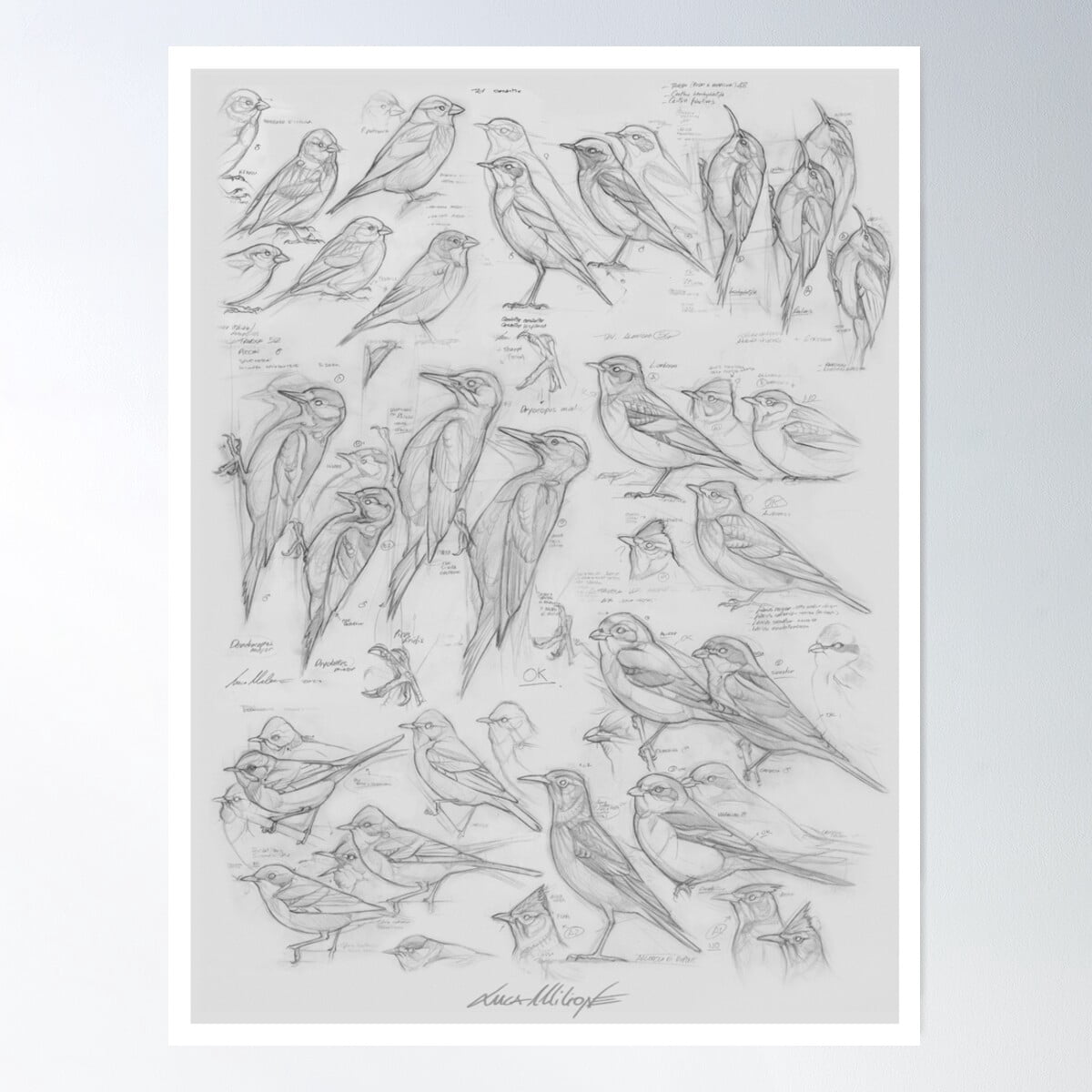 Birds Sketches Poster Wall Art Modern Wall Decor For Living Room ...
