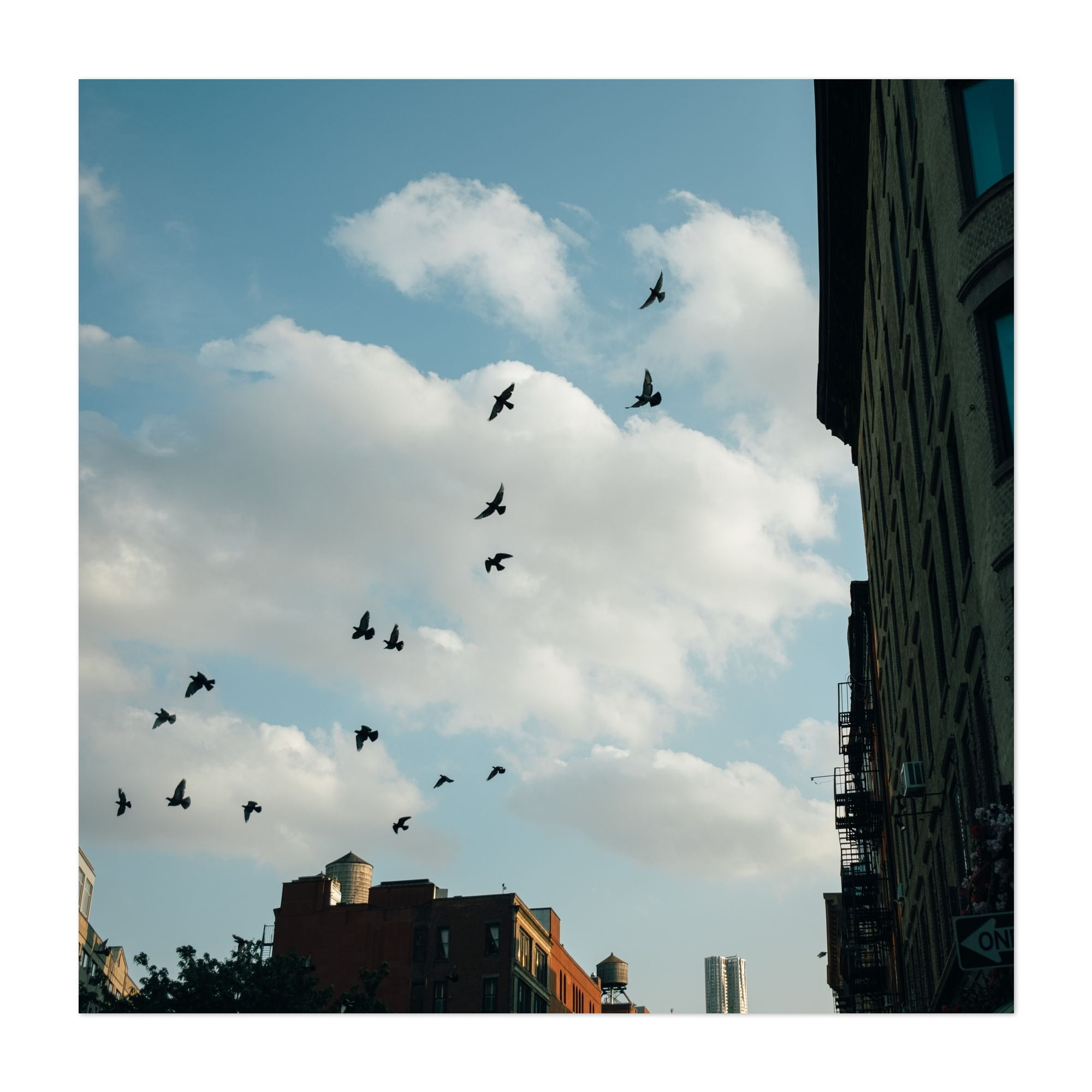 Birds, Soho 01 - Manhattan New York Photography City Street Photography ...