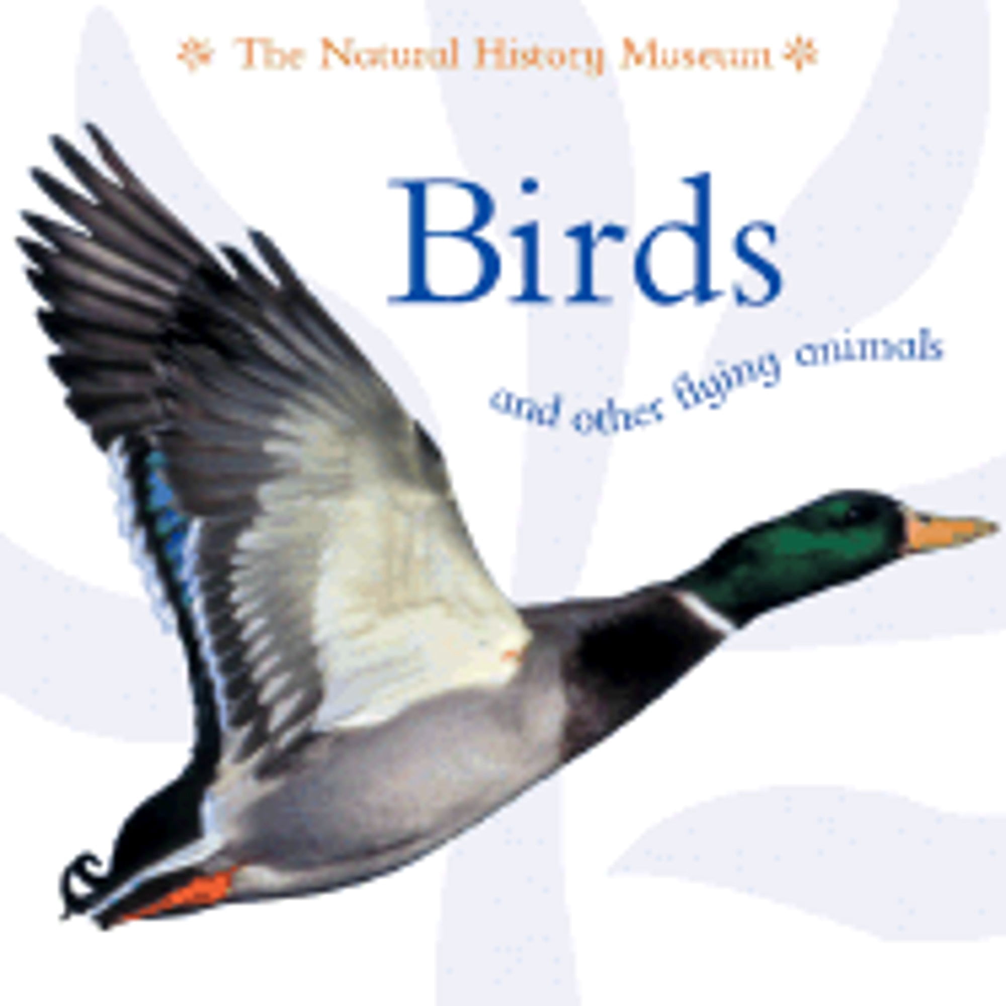 Pre-Owned Birds and Other Flying Animals (Hardcover) by Barbara Taylor ...