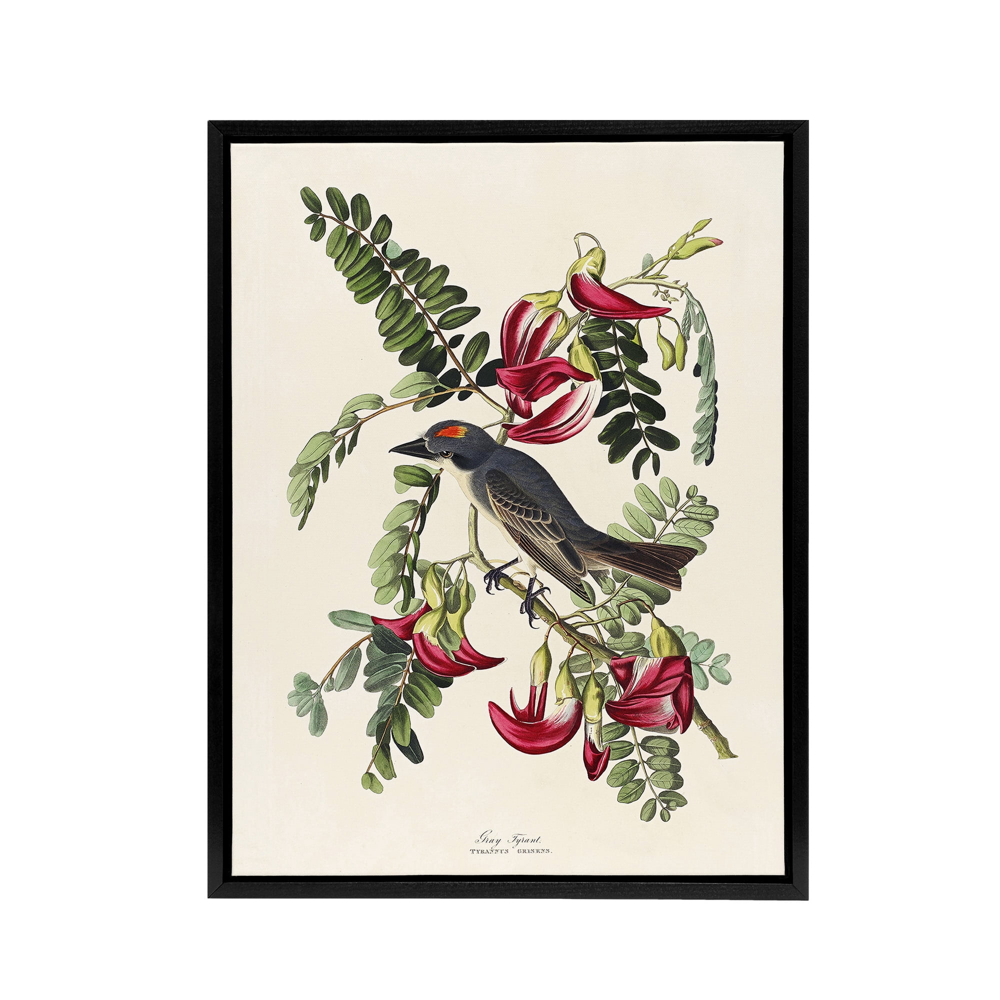 Birds of America Piping Flycatcher Audubon Black Framed Canvas Wall Art ...