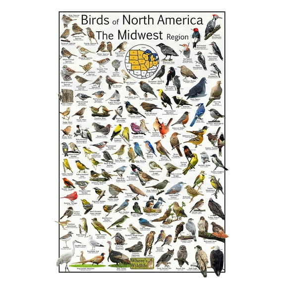 Birds of North America - Midwest Region Bird Poster - Educational Bird ...