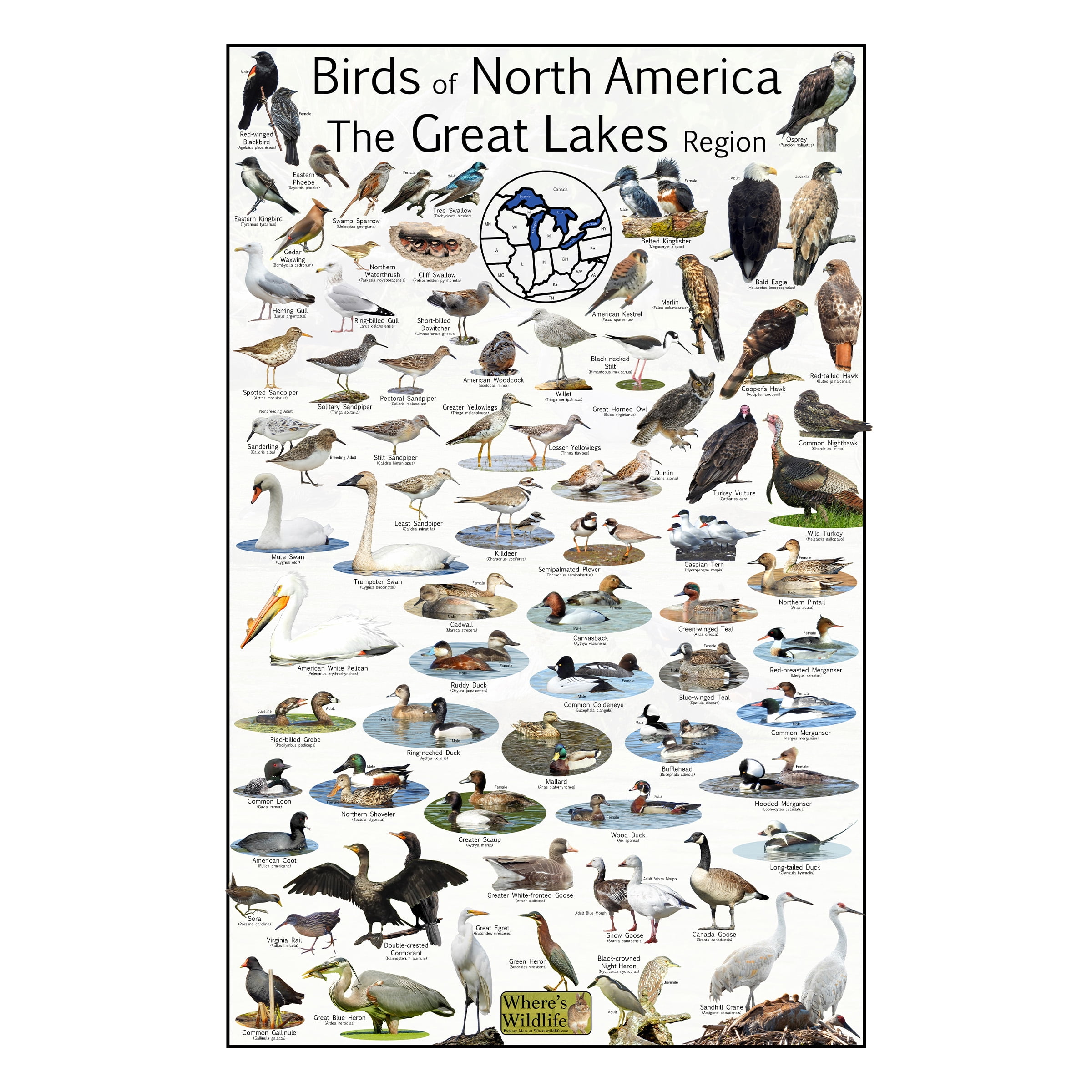 Birds of North America The Great Lakes Region - Shorebird and Waterfowl ...