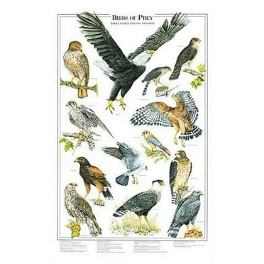 Bird Poster: State Birds Poster Identification Chart - Walmart.com