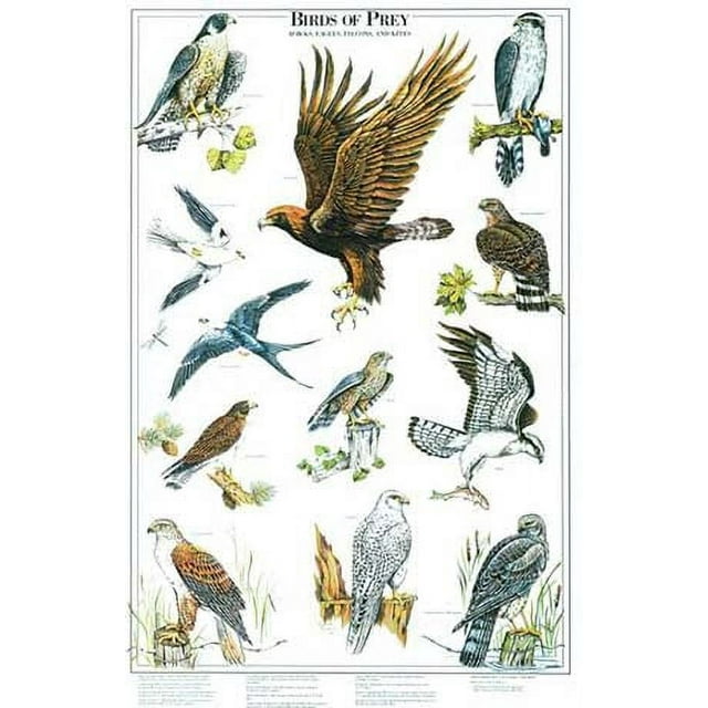 Birds of Prey Poster Vol 2: Eagles and Hawks Identification Chart ...