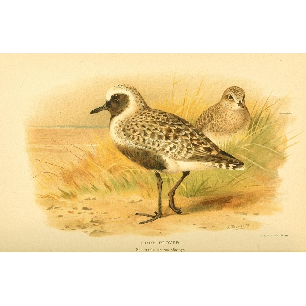 Birds of the British Islands 1885 Plover, Grey Poster Print by ...
