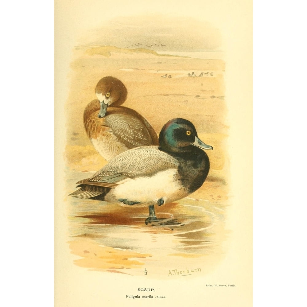 Birds of the British Islands 1885 Scaup Poster Print by Archibald ...