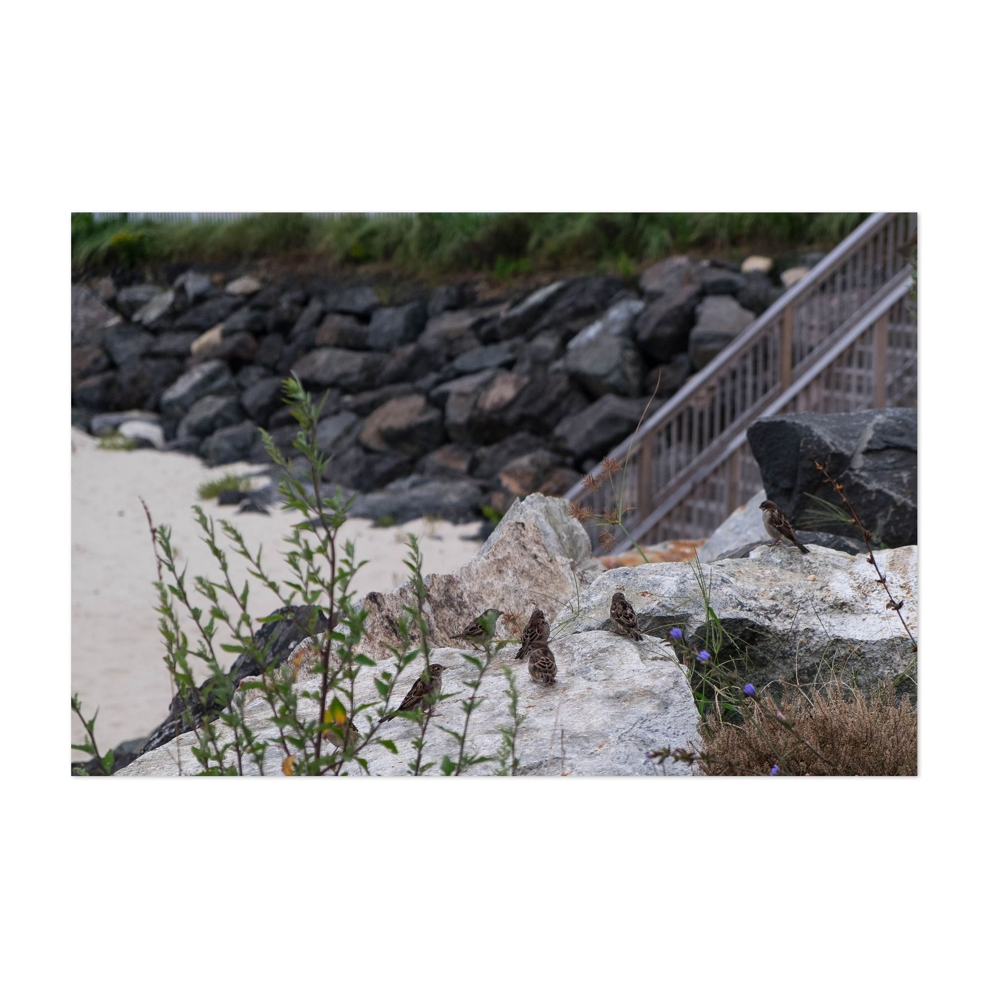 Birds on Rocks - Long Branch New Jersey Photography Bird Coast Nature ...
