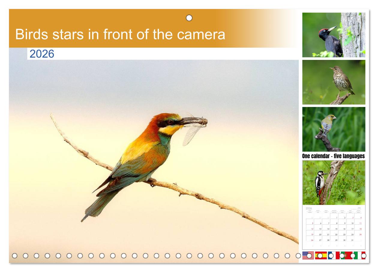 Birds stars in front of the camera (Monthly Wall Calendar 2026 16.5 x ...