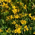 Birdsfoot Trefoil Legume Seed - 50 LBS - Walmart.com