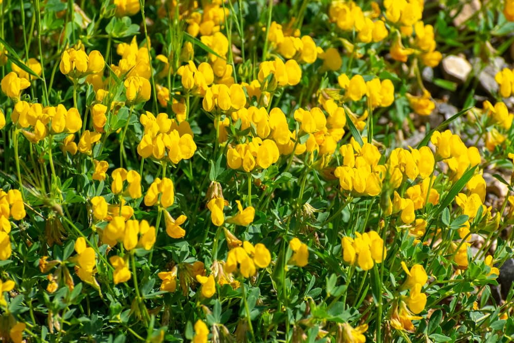 Birdsfoot Trefoil Seed Forage Legume for Pasture, Hay, & Silage (1 ...