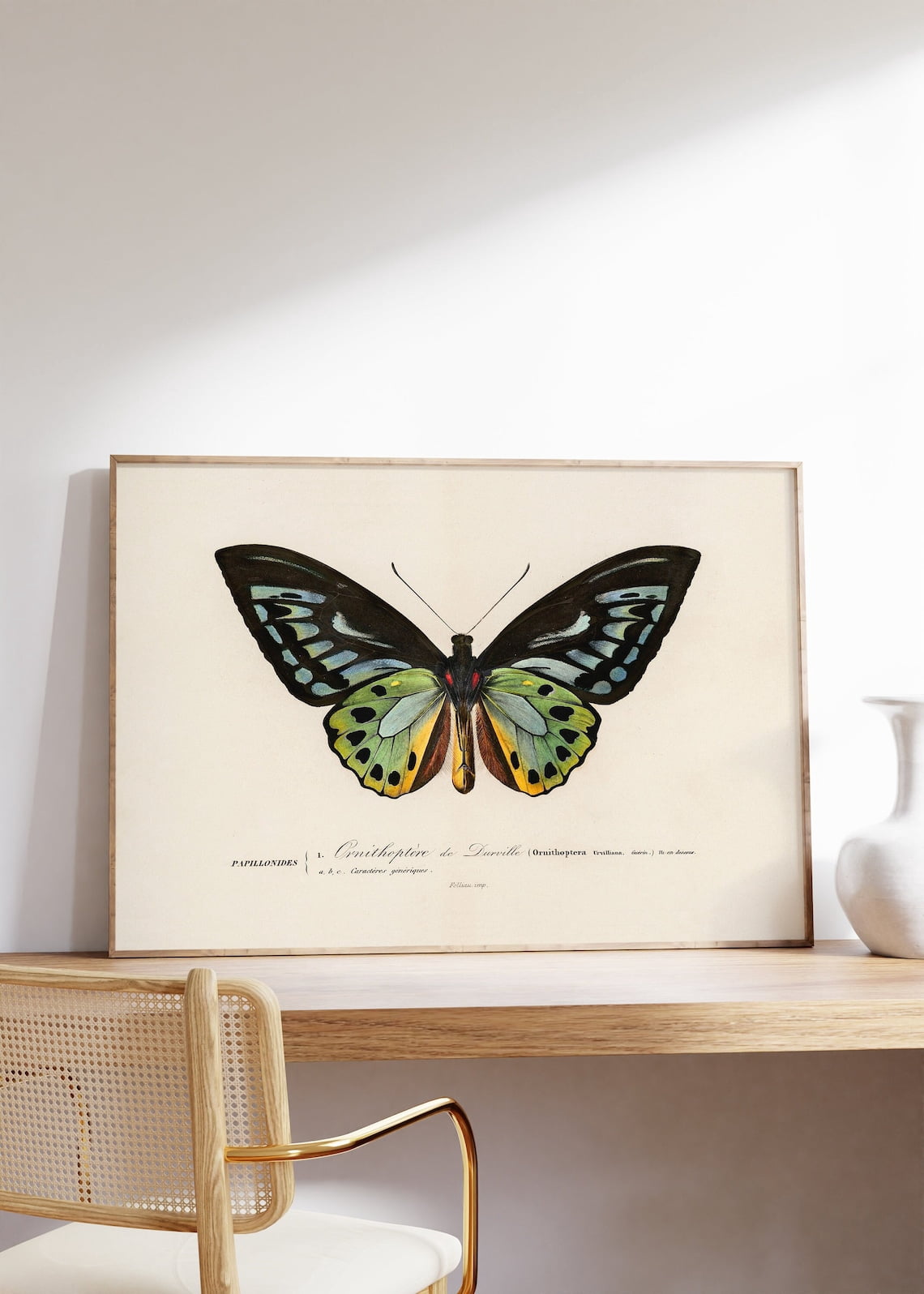 Birdwing Butterfly Natural History Poster, Stretched Size 12x18 ...