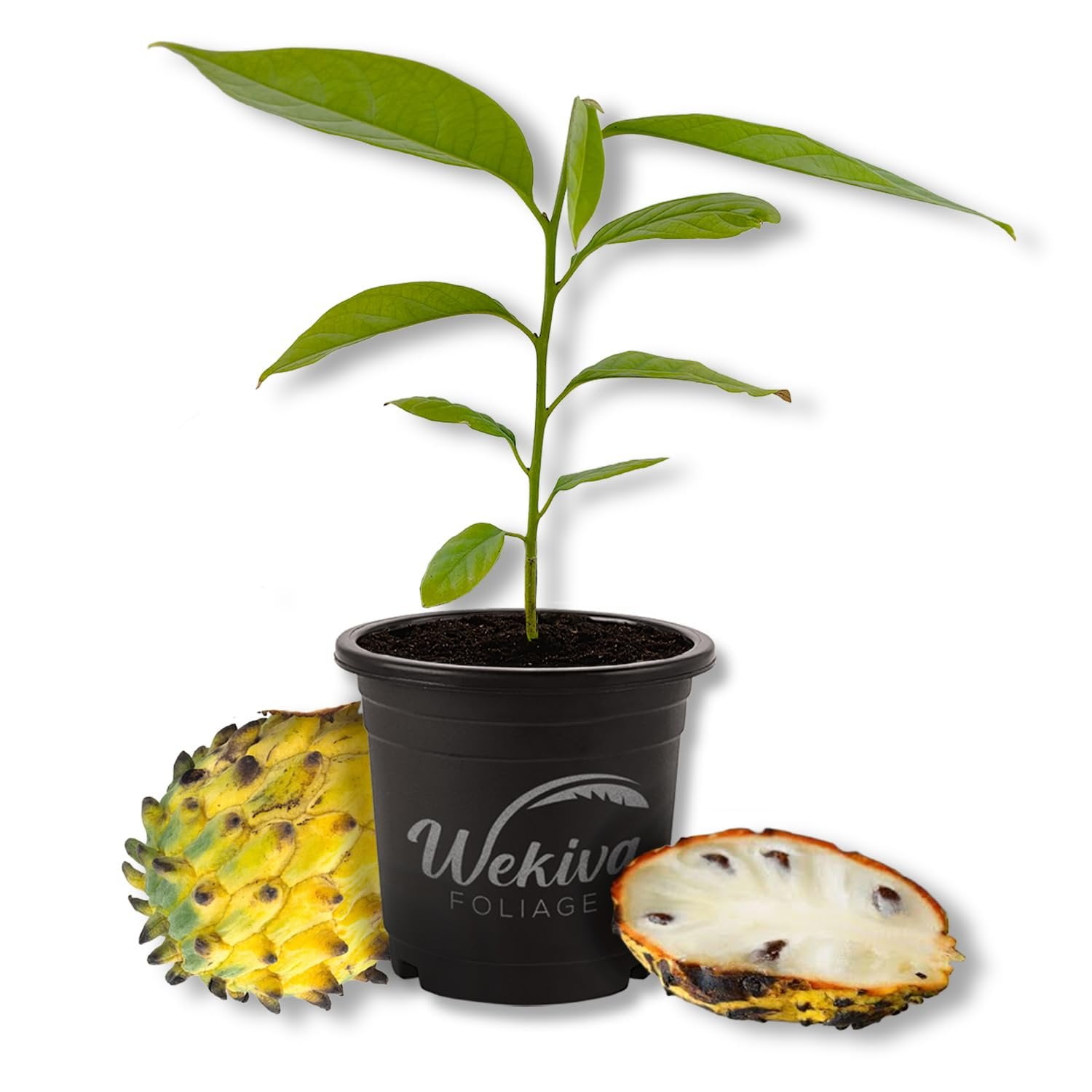 Biriba Sugar Apple Tree - Wild Sweetsop - Live Plant in a 4 Inch ...