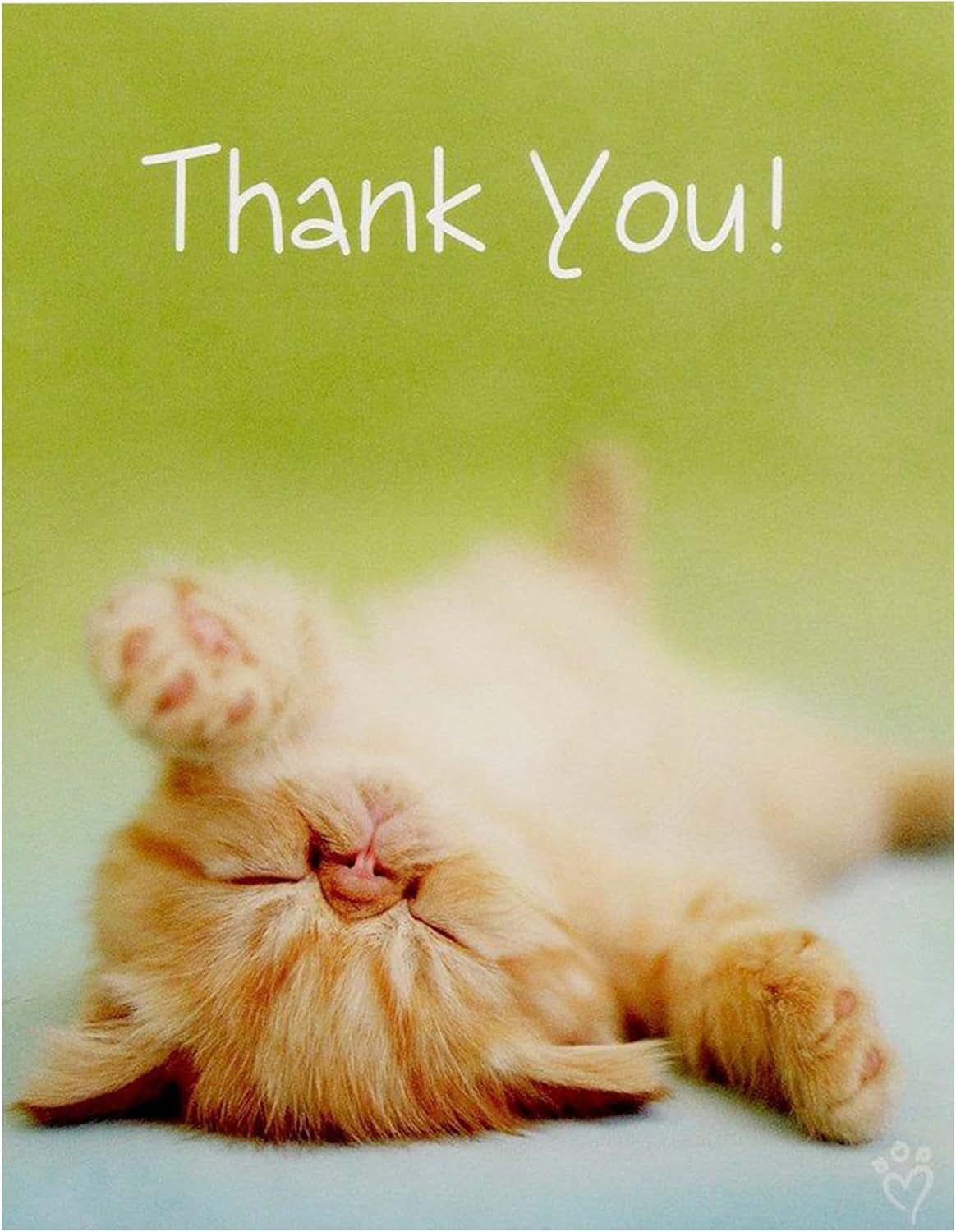 Birthday Express Glamour Cats Thank-You Notes by Rachael Hale (8 ...