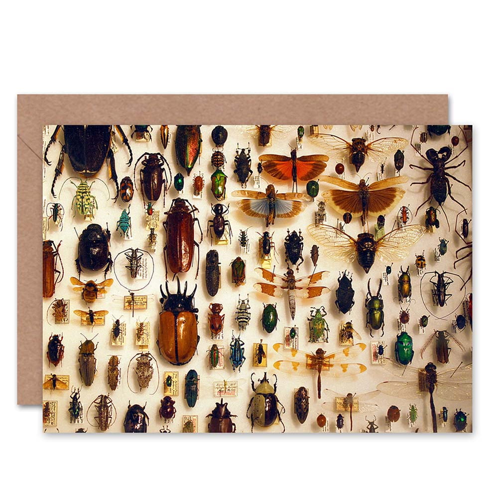 Birthday Nature Photo Taxidermy Varied Insect Cabinet Greetings Card ...