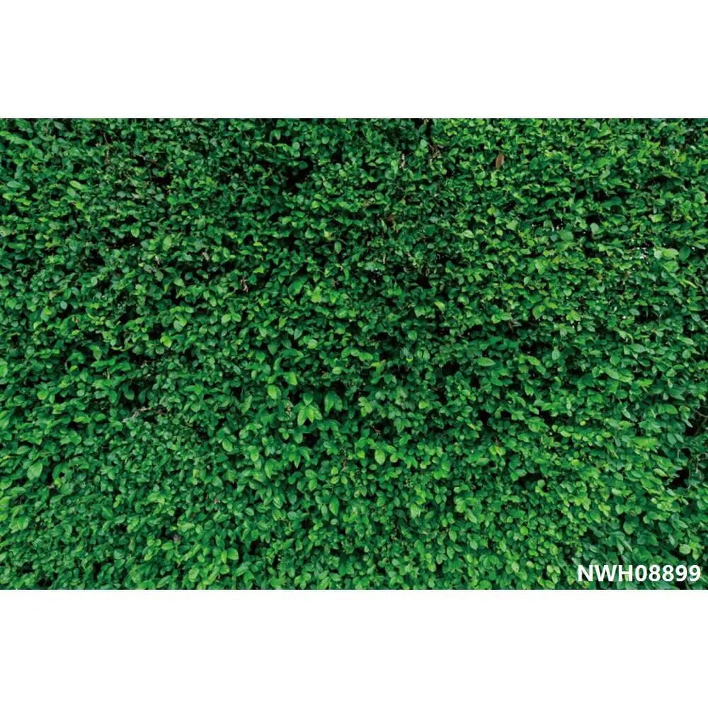 Birthday Photo Backgrounds Green Grass Wall Tropical Plants Leaves ...