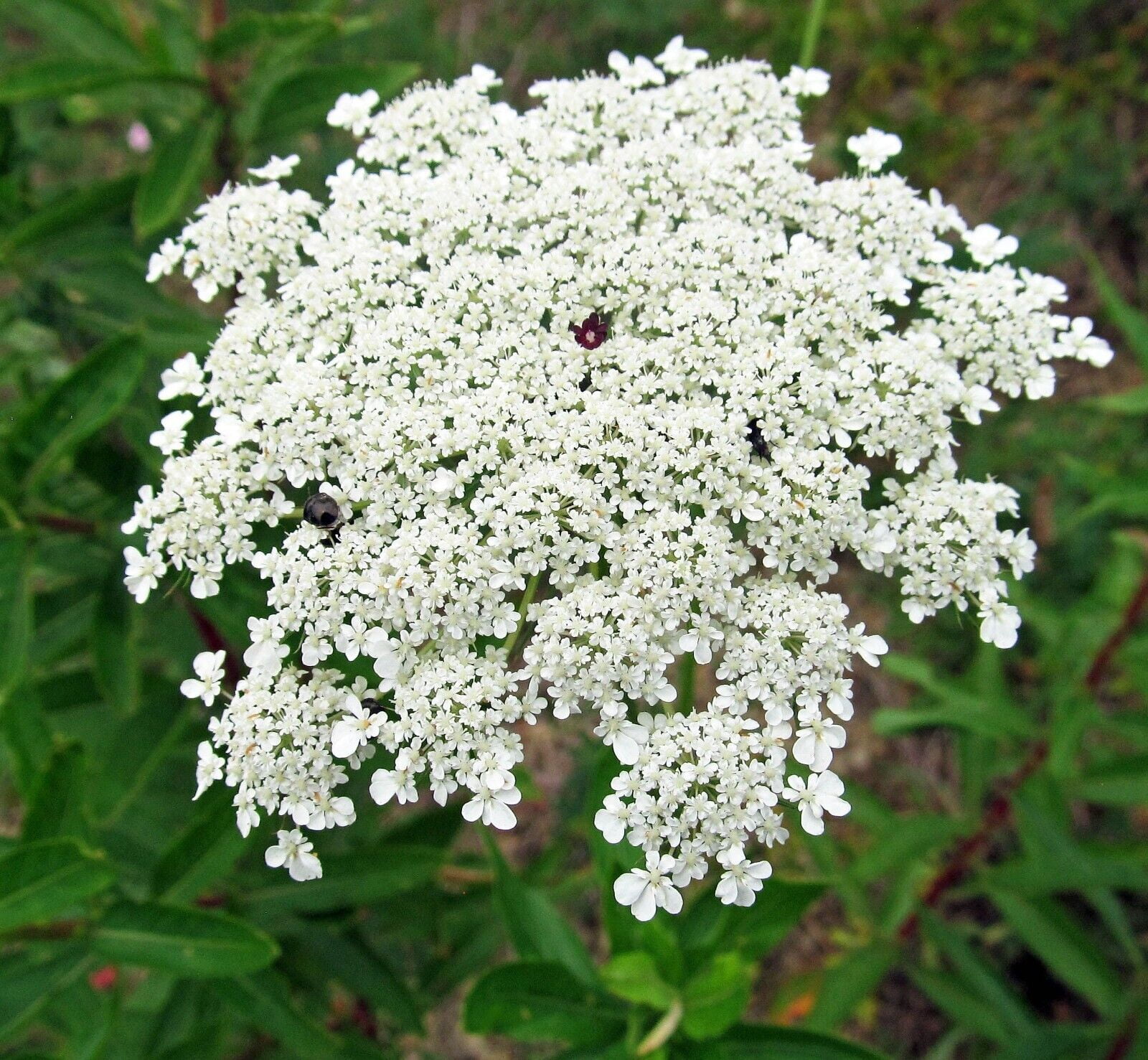 Bishops Flower | False Queen Anne's Lace Seeds | Non-GMO - Walmart.com