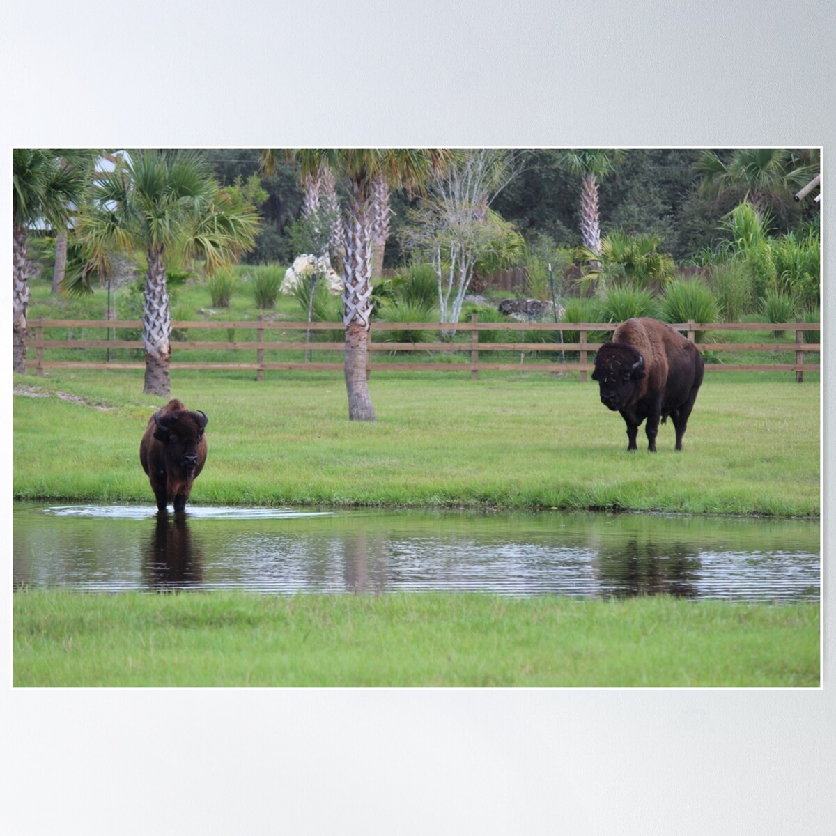 Bison At The Water'S Edge Poster Wall Art, Modern Wall Decor For Living ...