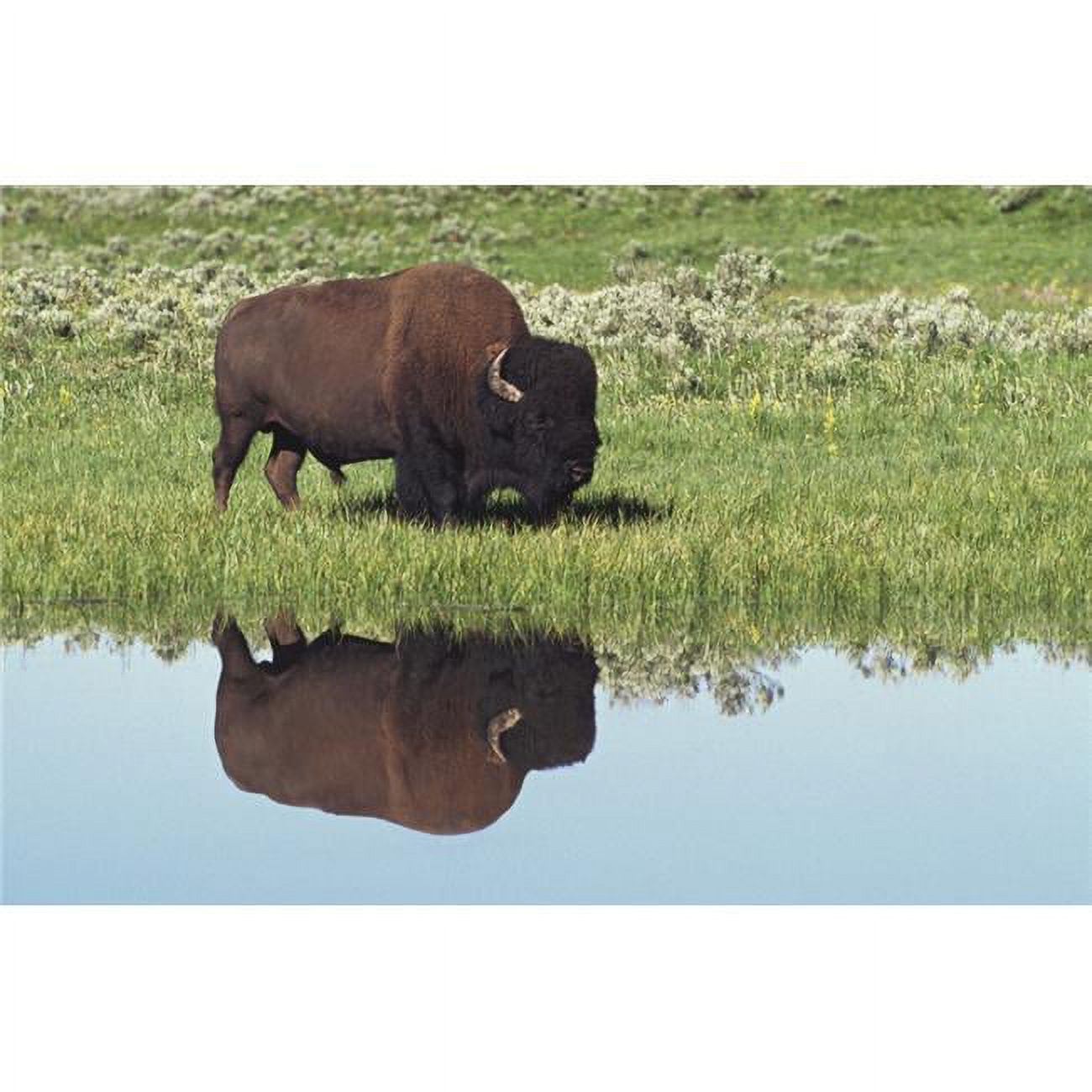 Bison Bison Bison on Grassy Meadow with Reflection In Pool Poster Print - 19 x 12 - Walmart.com