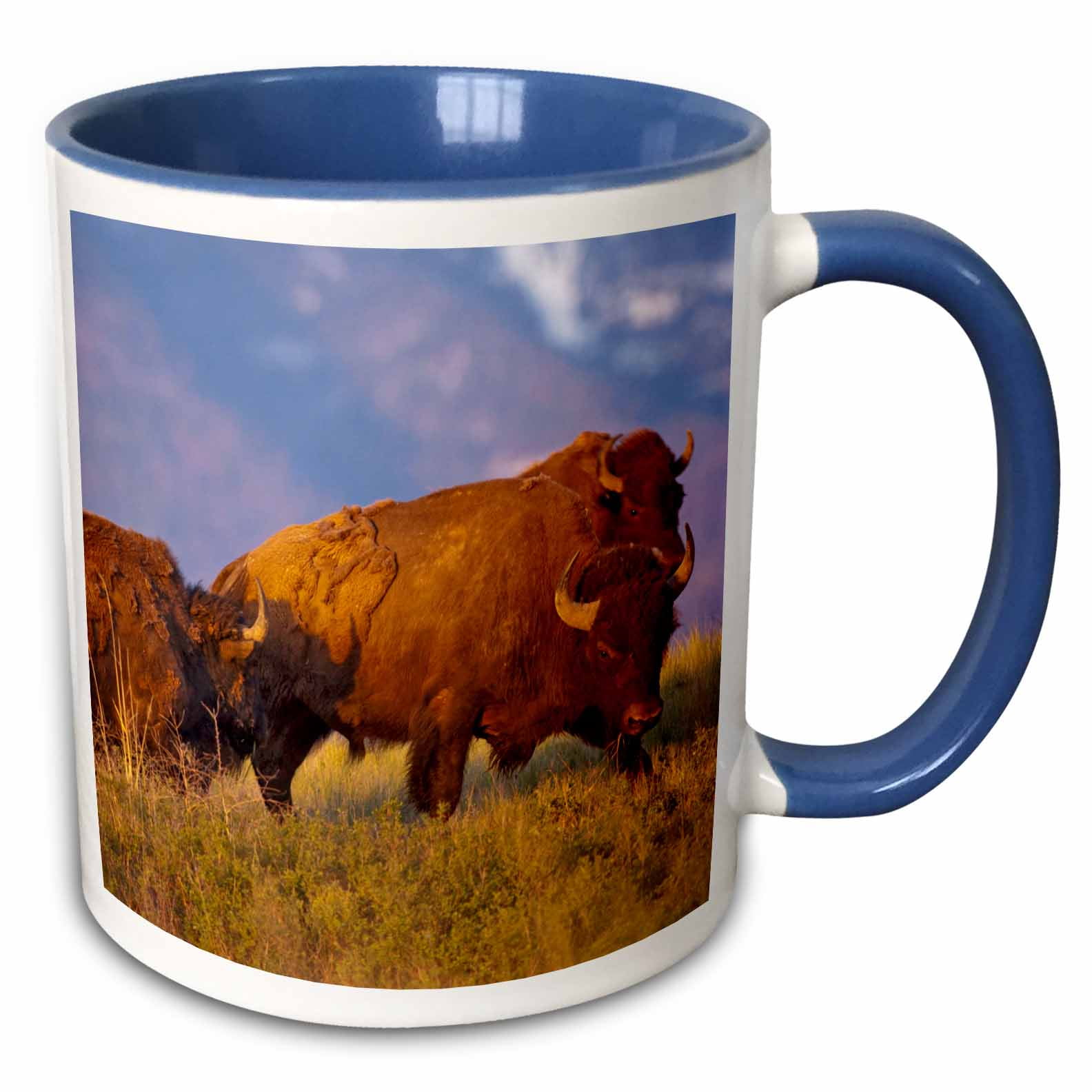 3drose, Bison Bulls, National Bison Range, Montana - Us27 Cha1708 ...