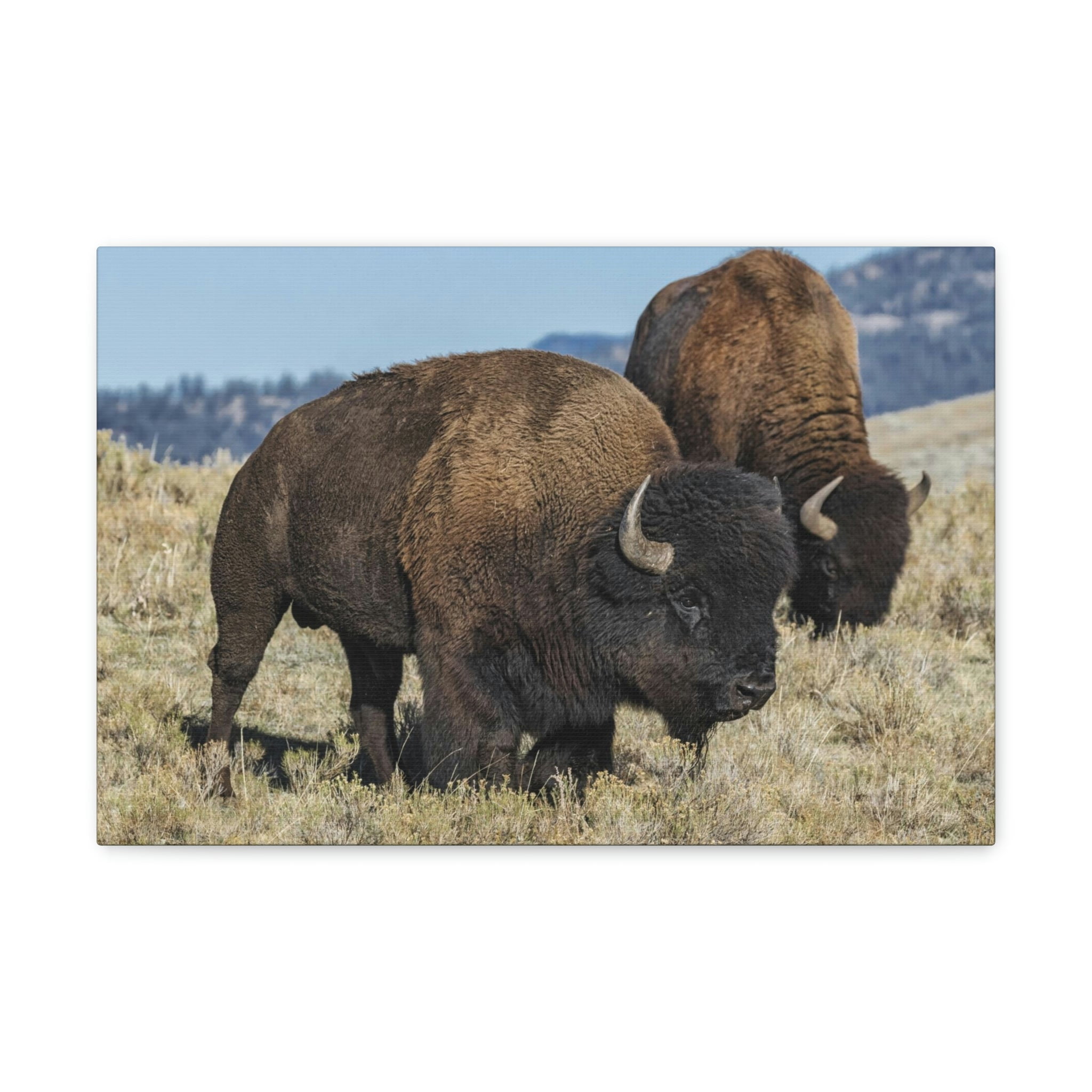 Bison Couple Bison Bison Troop Print Animal Wall Art Wildlife Canvas ...