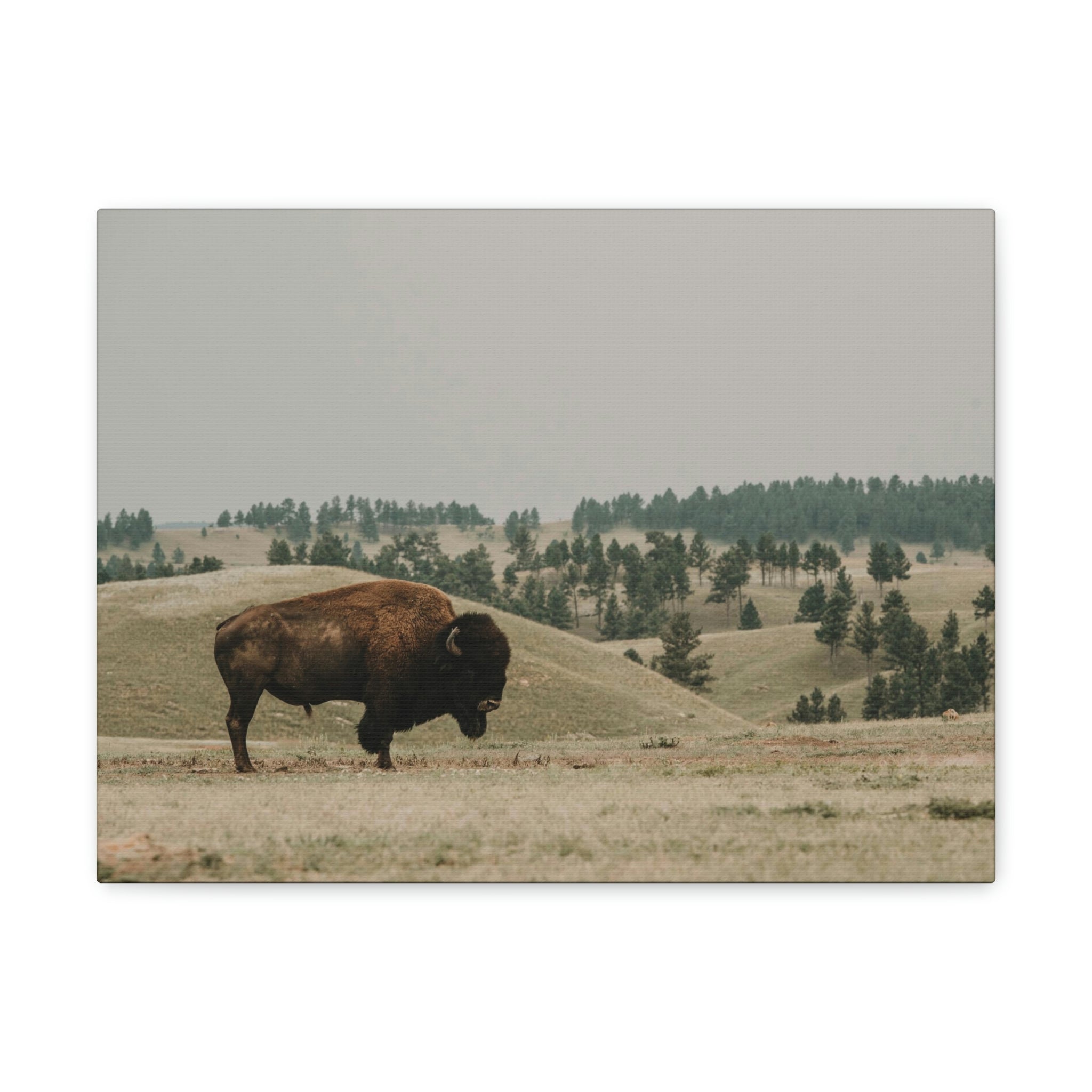 Bison Hunting Bison on Hunt Print Animal Wall Art Wildlife Canvas ...
