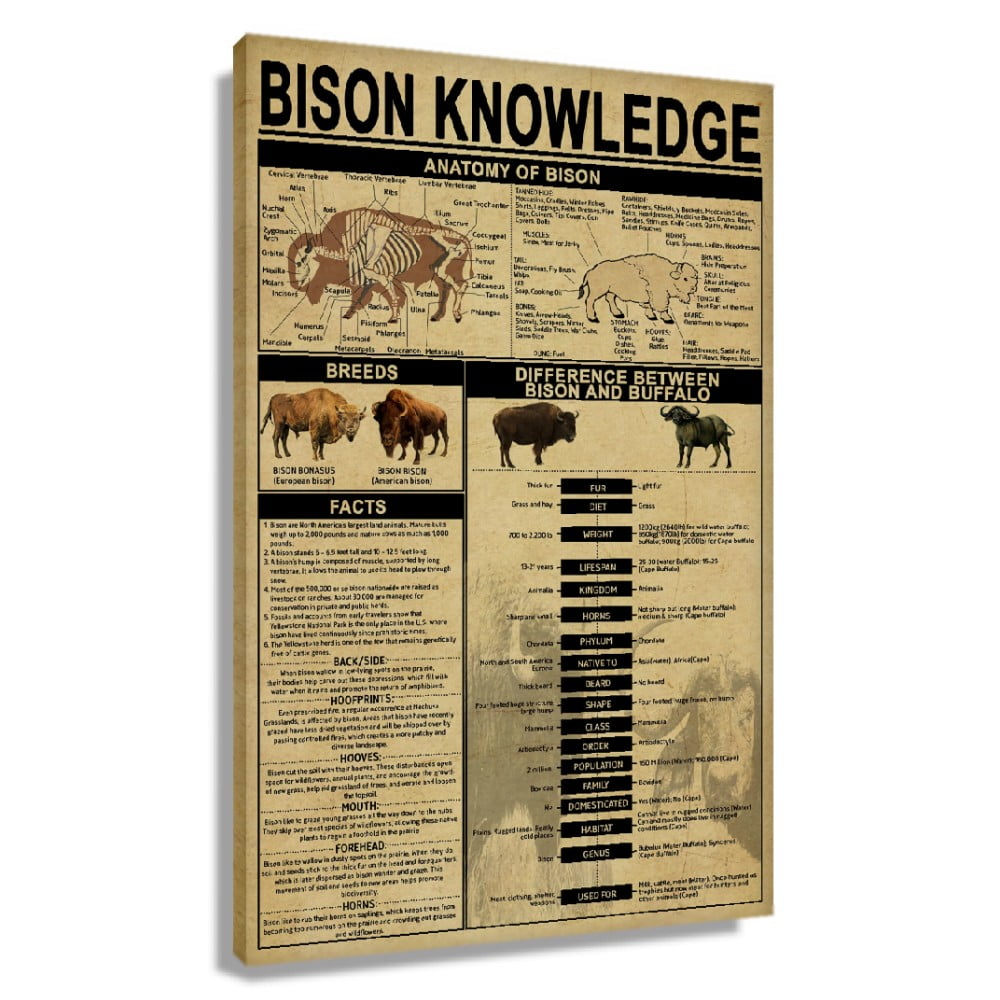 Bison Wall Art Knowledge Poster Educational Wall Art Infographic Poster ...