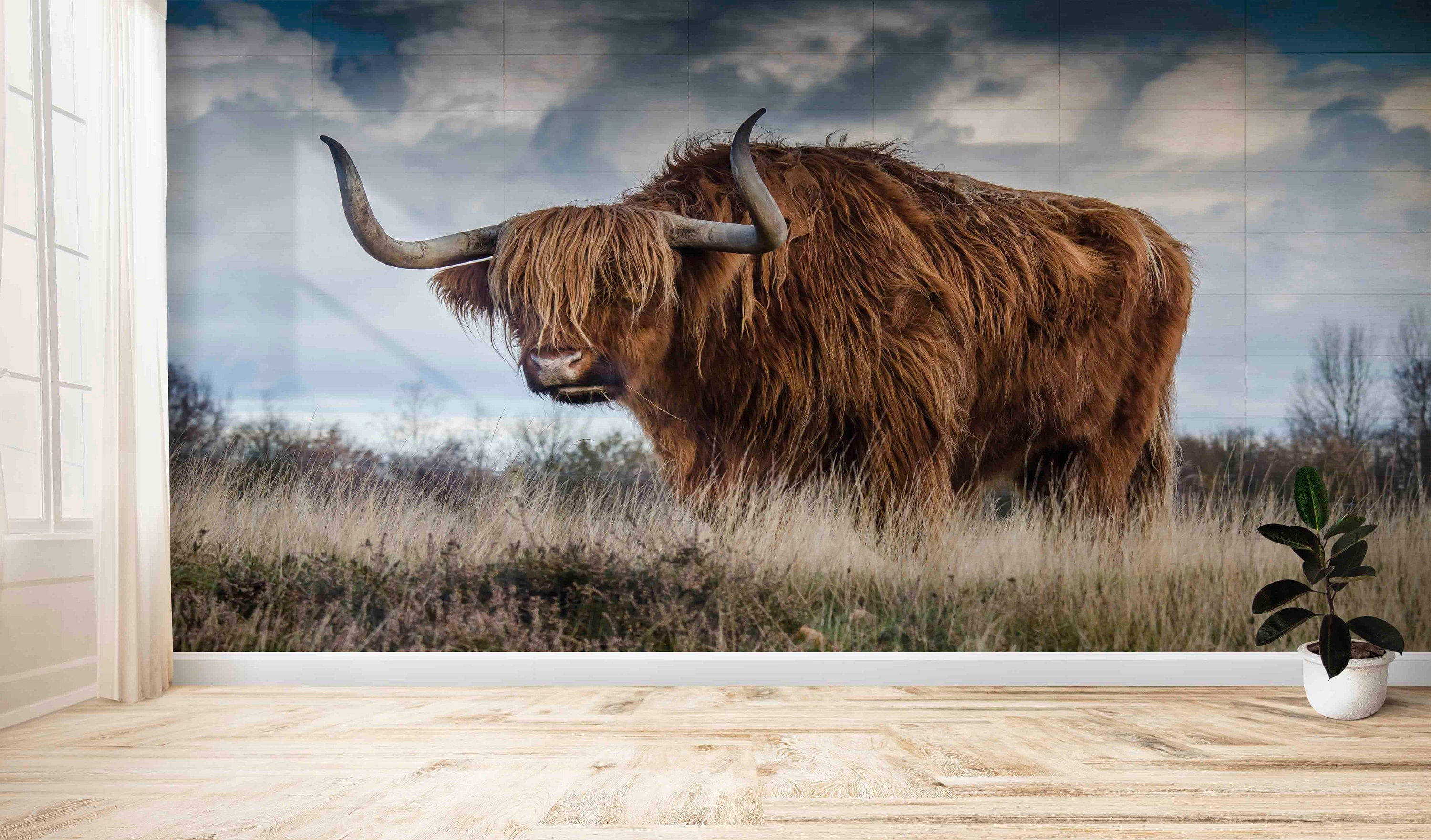 Bison Wall Art, Scottish Highland Wall Poster, 3d Wallpaper, Bull ...