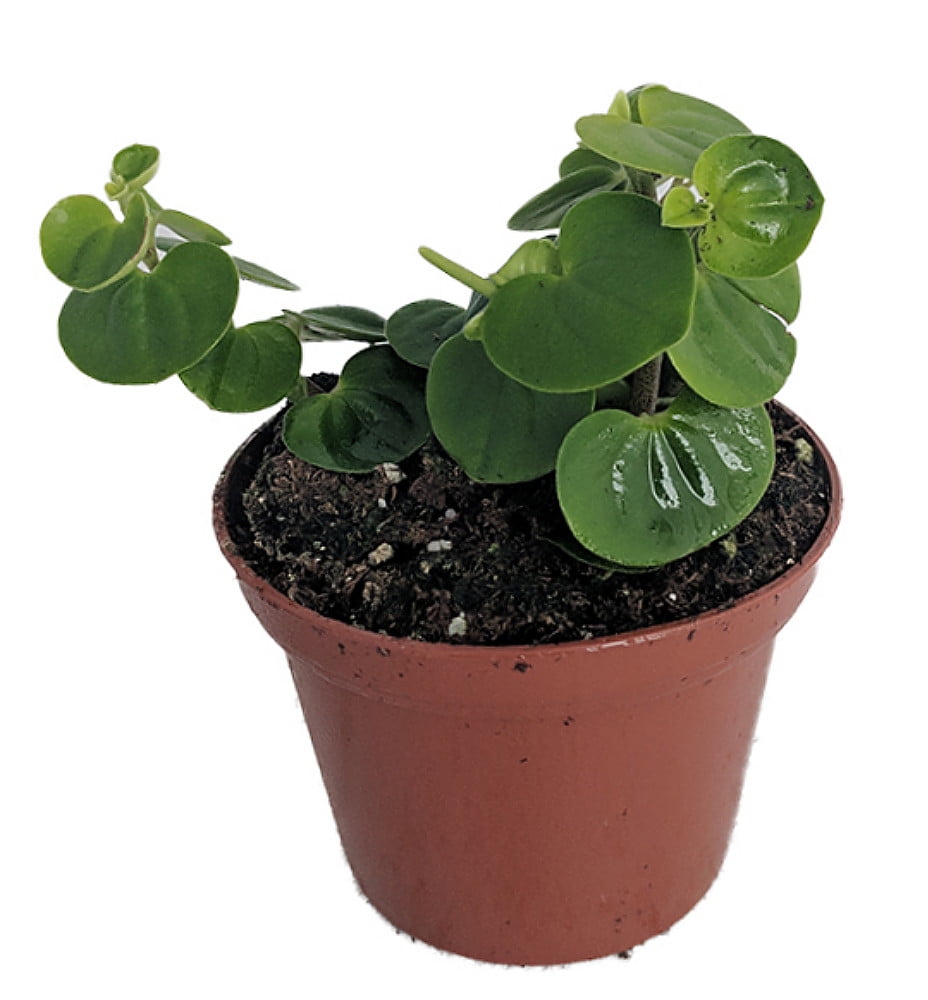Bitcoin Chinese Money Plant - Peperomia Coin - Live Indoor Houseplant ...
