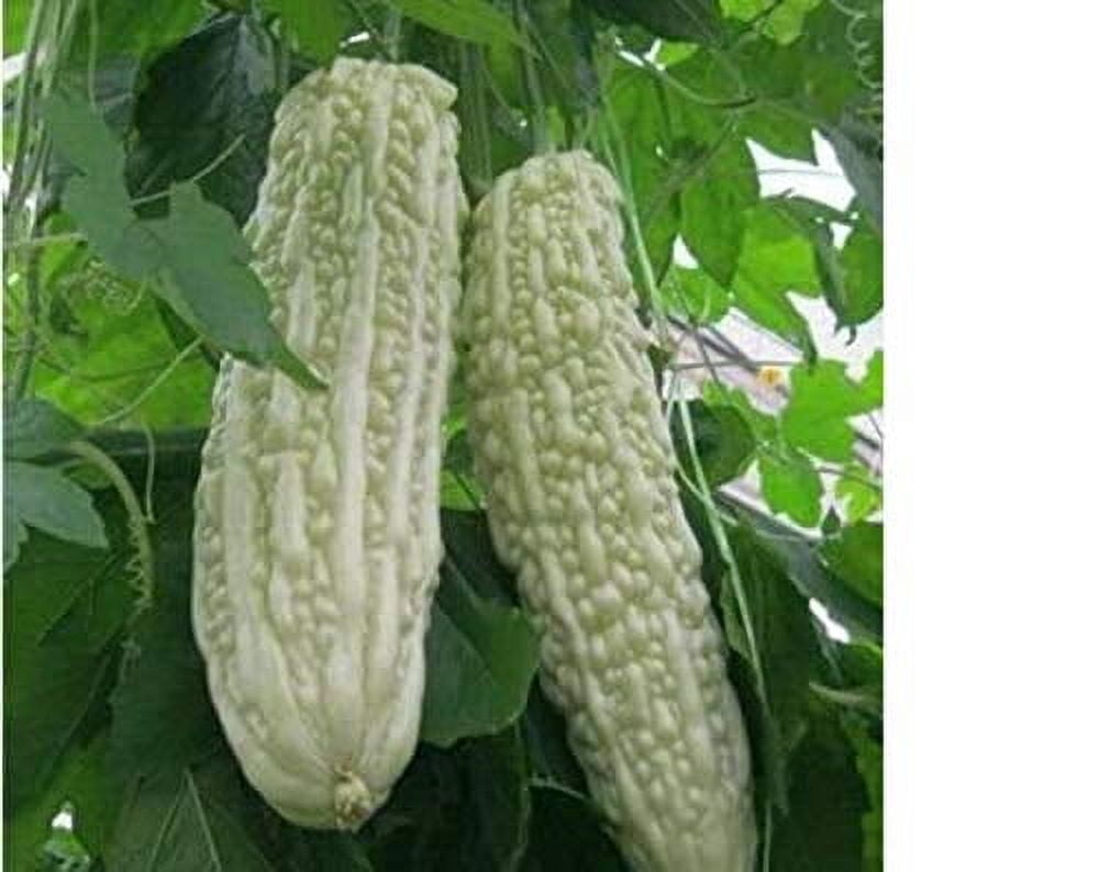Bitter Gourd SẸẸDS for Plạnting - Chinese Green Or White Balsam Pear ...