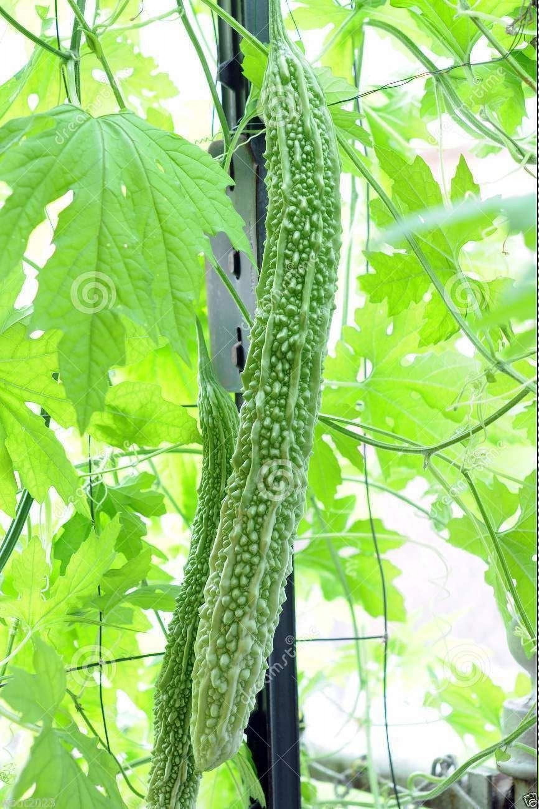 Bitter Gourd Seeds,Japanese Long (Asian vegetable) BSL1 Harvested young ...
