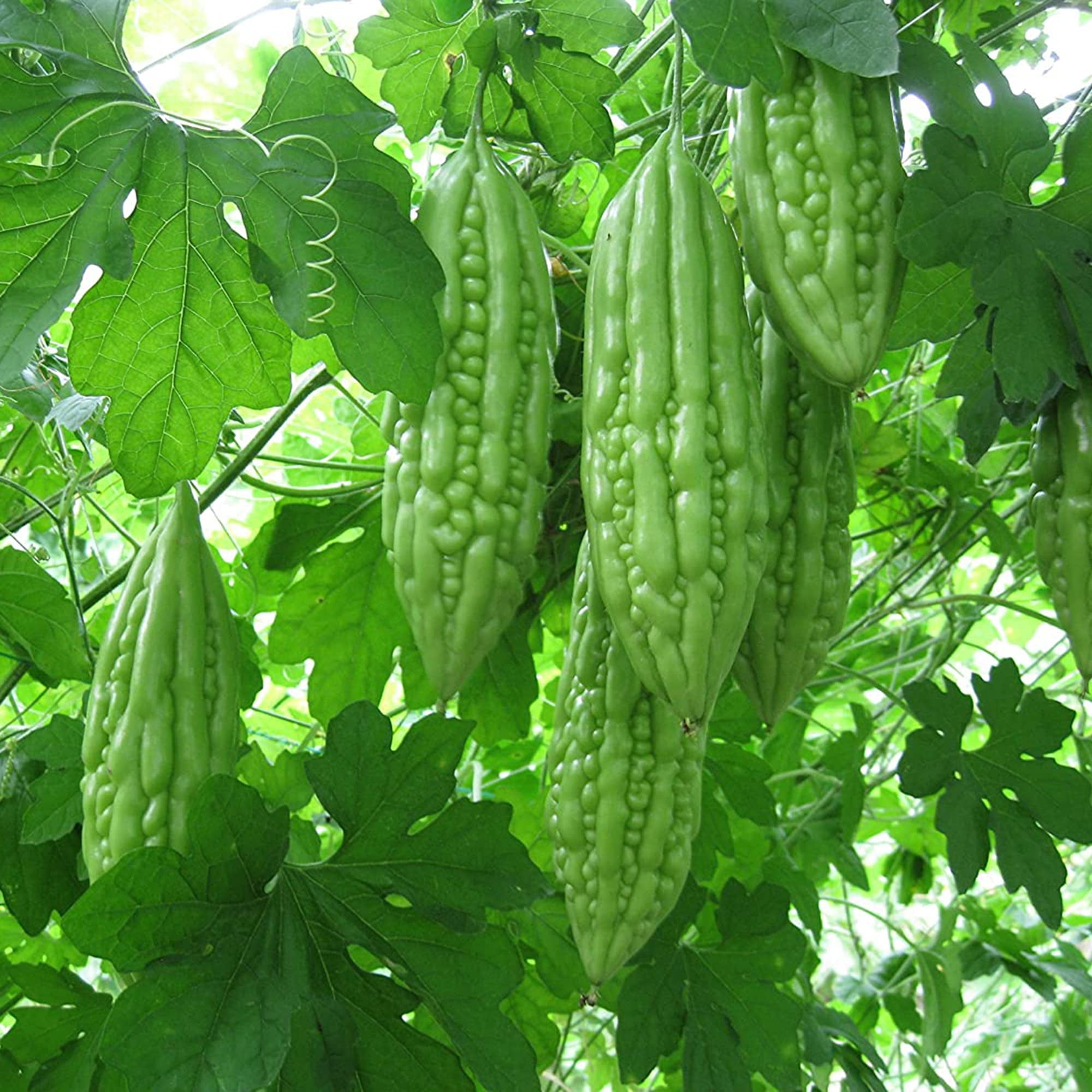 Bitter Gourd Seeds TWE5 Bitter Melon Tropical Bitter Taste Rich in ...