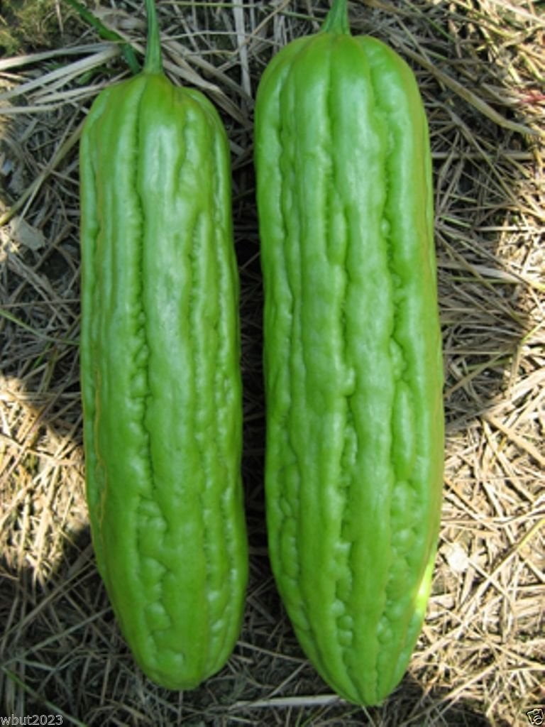 Bitter Gourds Seeds (Asian vegetable)"Green Skin" SMR- 8-10" long ...