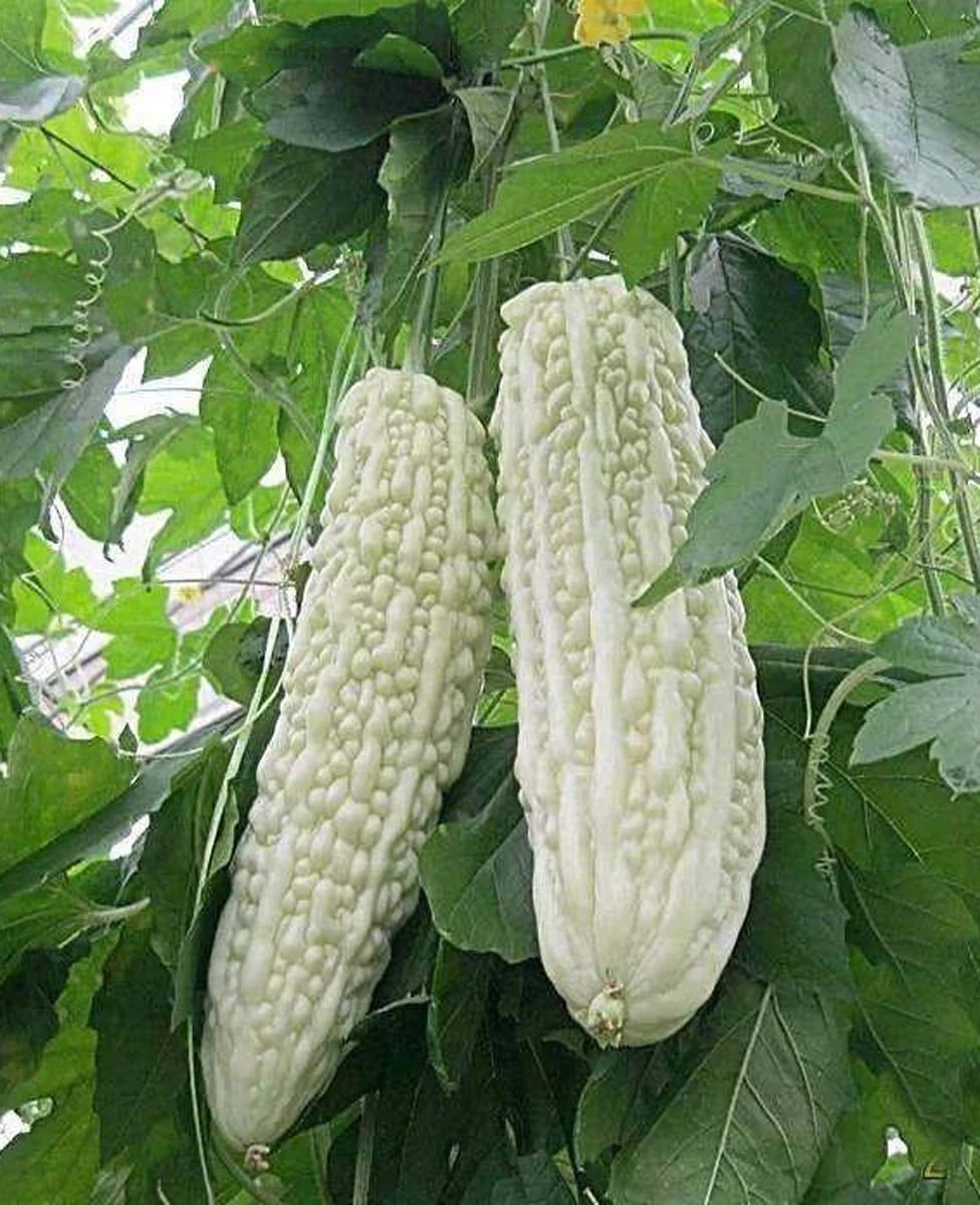Tursil 10 Bitter Melon Bitter Gourd Seeds, Balsam Pear Non-GMO White ...