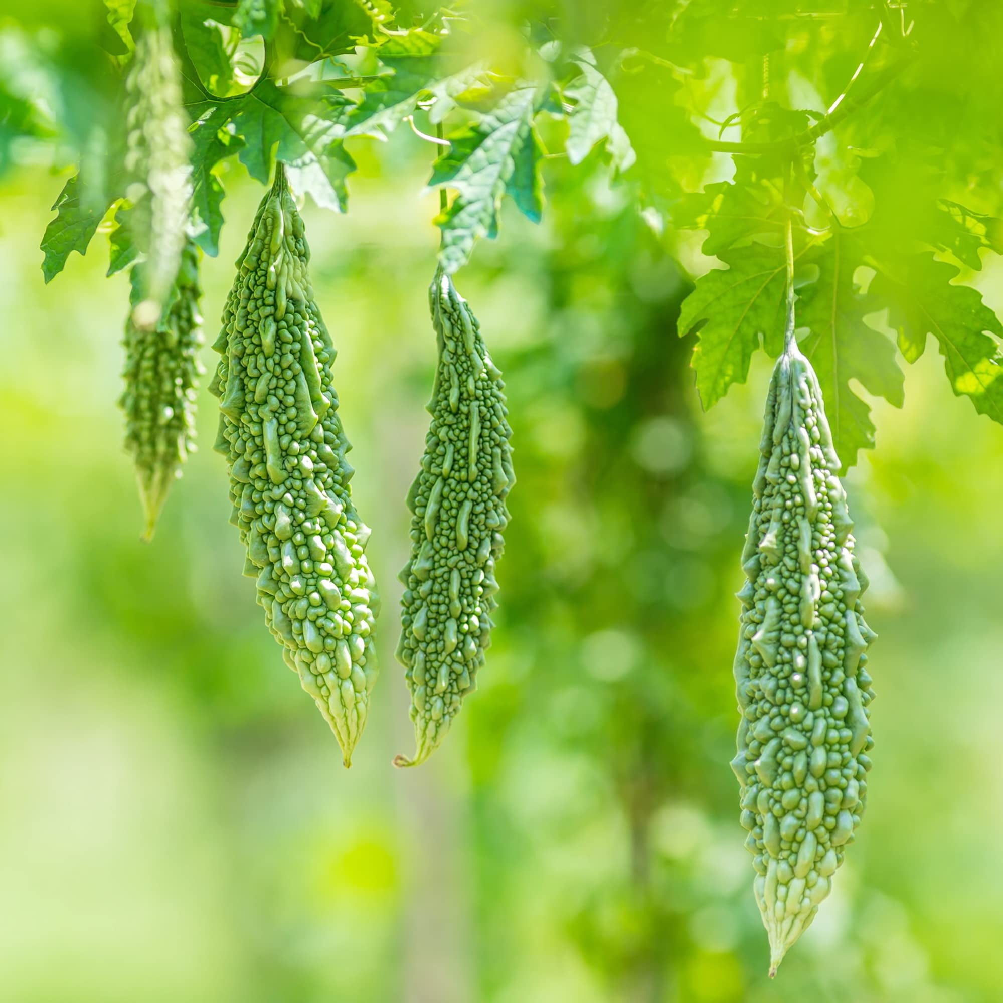 Bitter Melon Gourd TWE5 Seeds GMO Free Attracts Pollinators Cooking ...