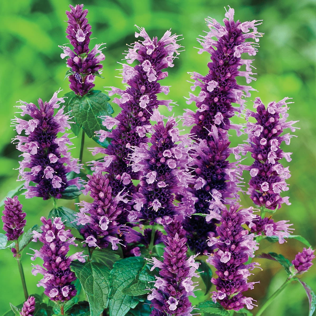 Black Adder Purple Flowering Hummingbird Mint Agastache Perennial ...