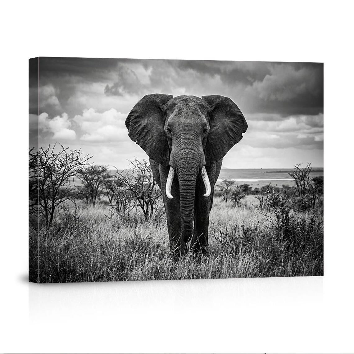Black And White African Elephant Safari Wildlife Animal For Bedroom ...