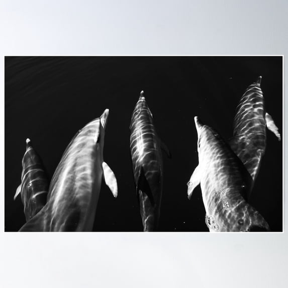 Black And White Dolphins Poster Wall Art Modern Wall Decor For Living ...