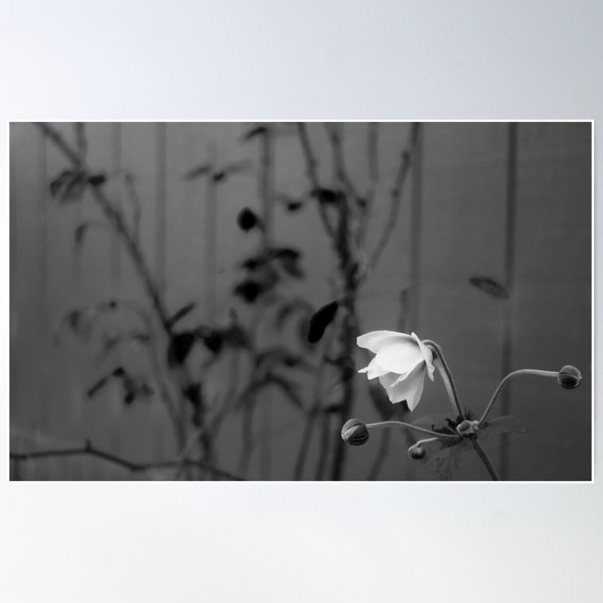 Black And White Flower Poster Wall Art Modern Wall Decor For Living ...