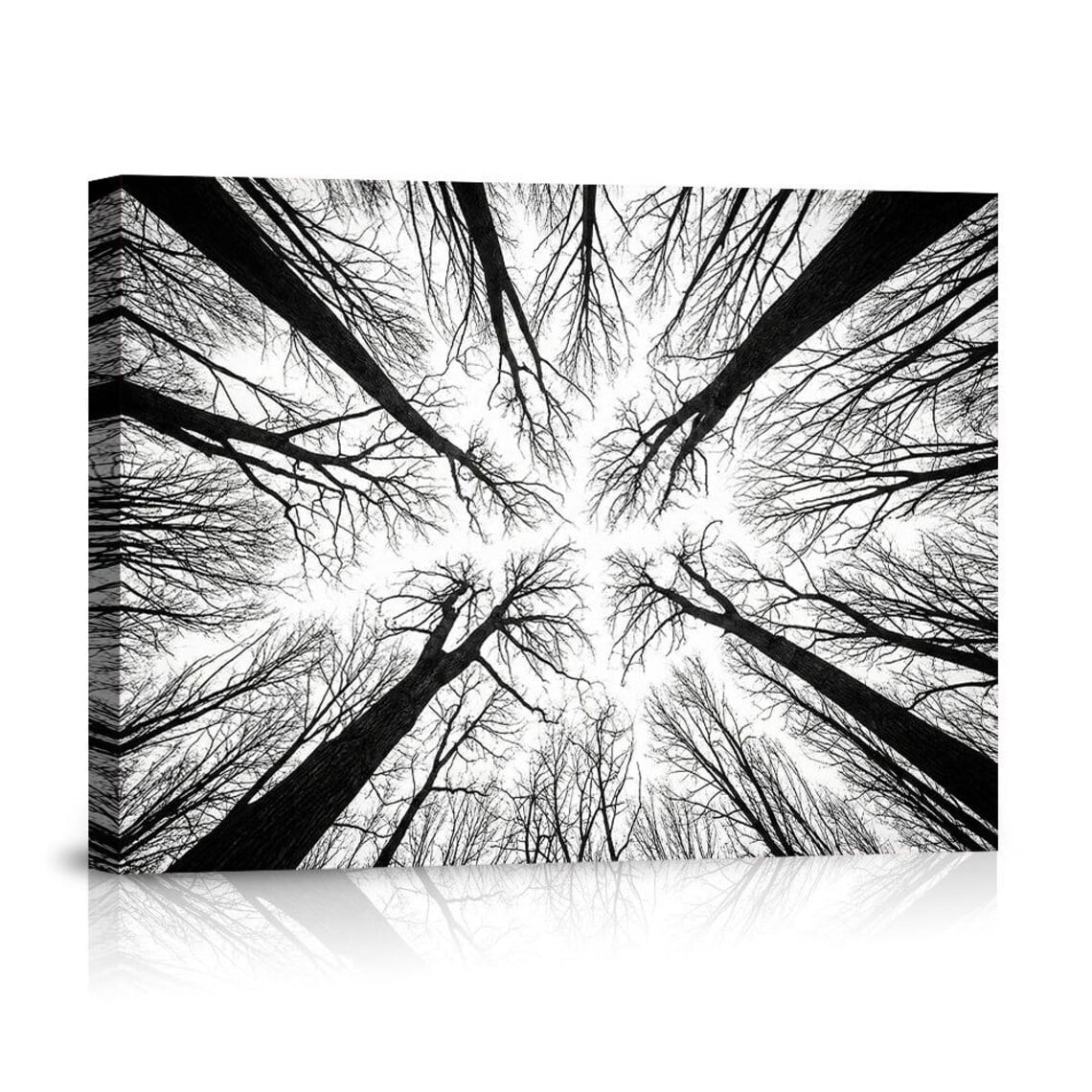 Black And White Low Angle View Of Bare Tree Canopy Minimalist Forest ...