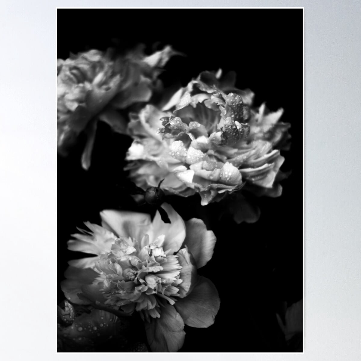 Black And White Peonies Poster Wall Art, Modern Wall Decor For Living ...