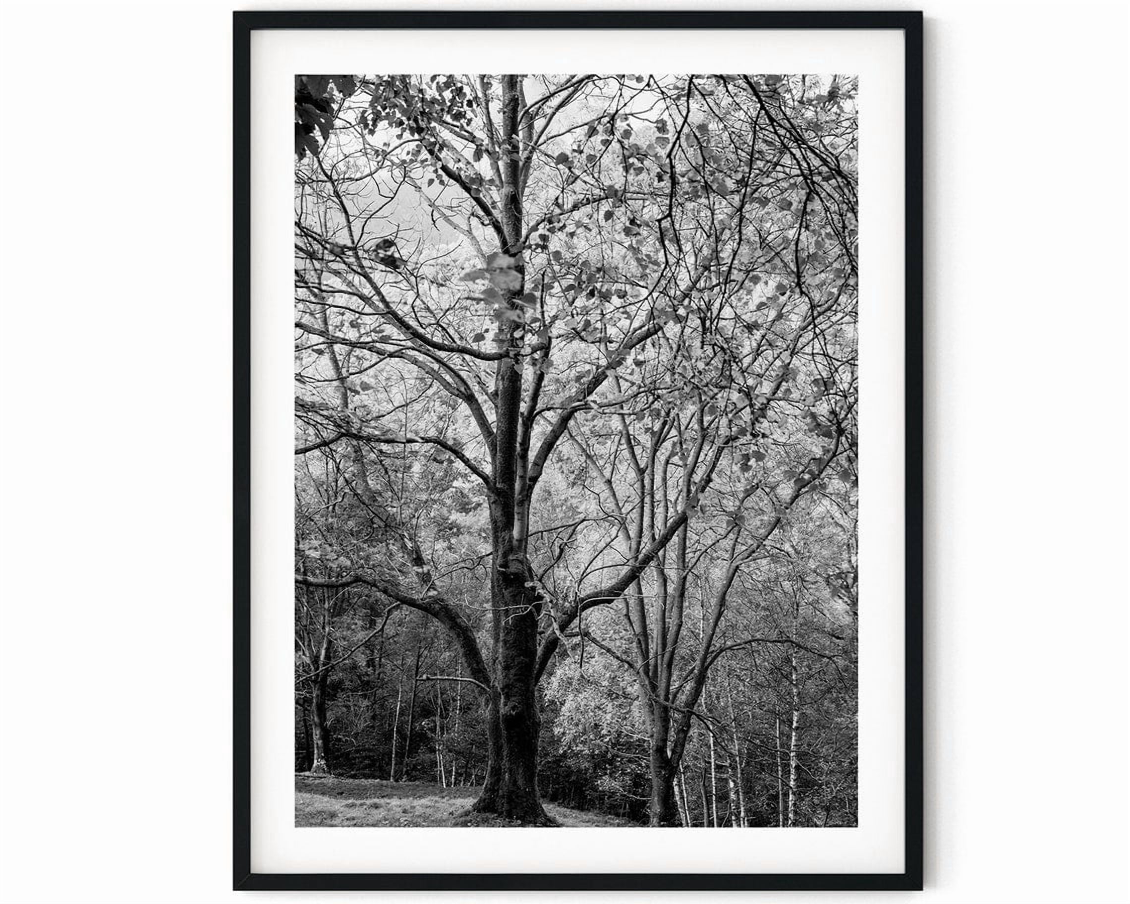 Black And White Photo Wall Art Print Autumn Woodlands Poster Wall Art ...