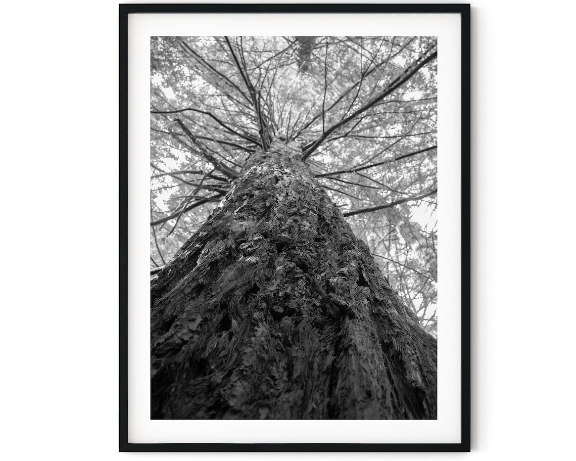 Black And White Photo Wall Art Print California Redwood Tree Poster ...