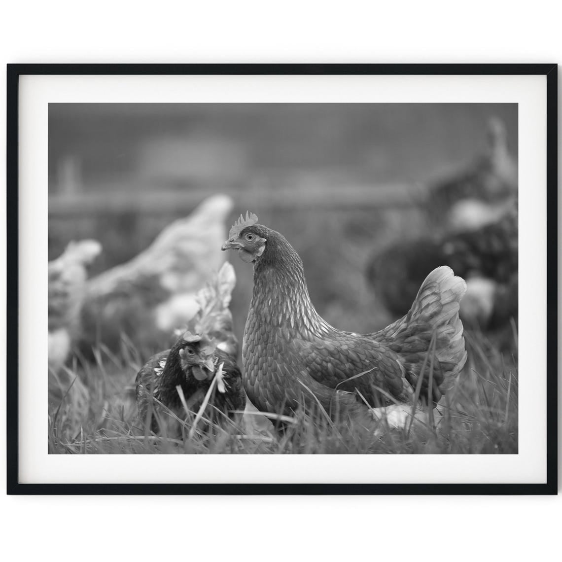 Black And White Photo Wall Art Print Chickens Poster Wall Art, Modern ...