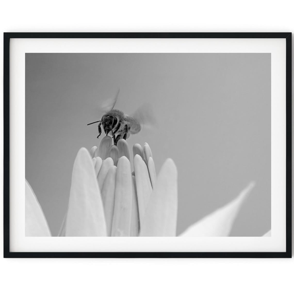 Black And White Photo Wall Art Print Flower Bee Poster Wall Art Modern ...
