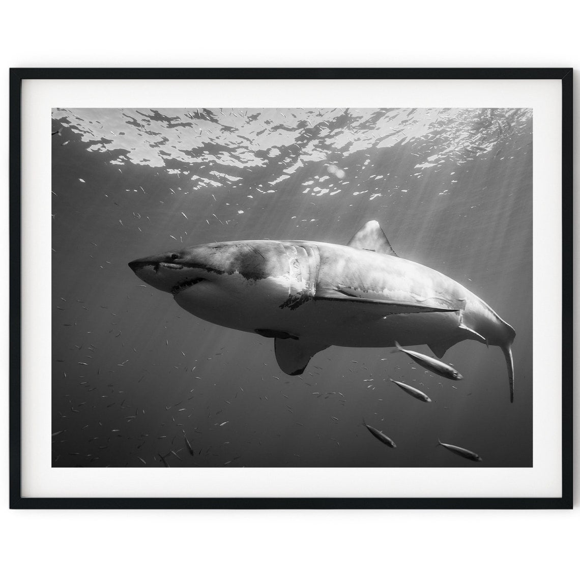 Black And White Photo Wall Art Print Great White Shark Poster Wall Art ...