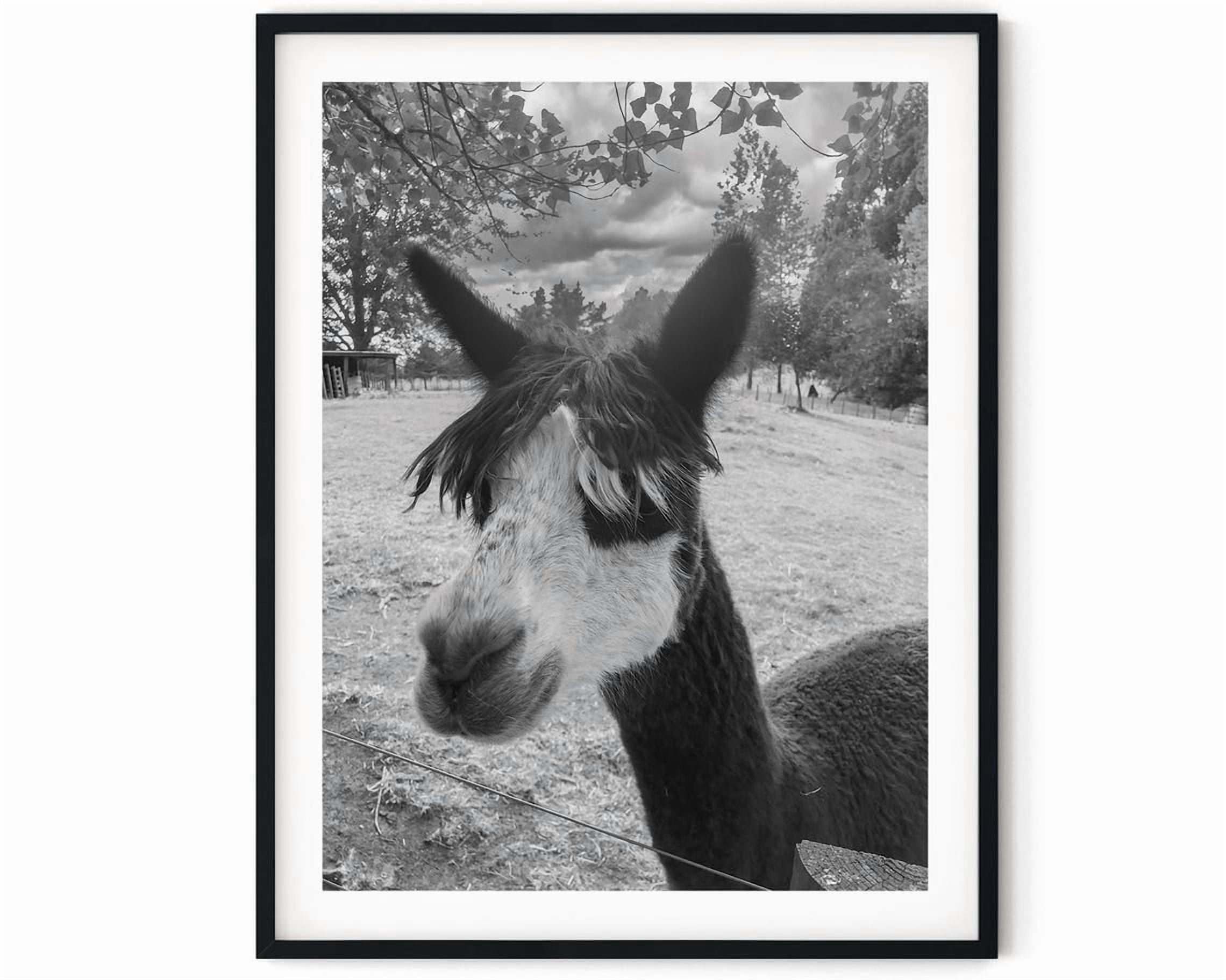 Black And White Photo Wall Art Print Llama Face Poster Wall Art Modern ...