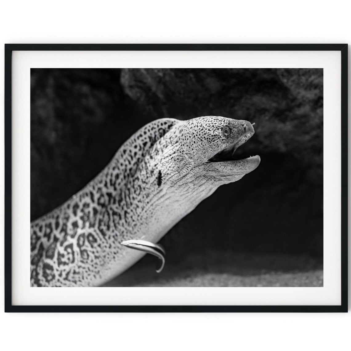 Black And White Photo Wall Art Print Moray Eel Poster Wall Art, Modern ...