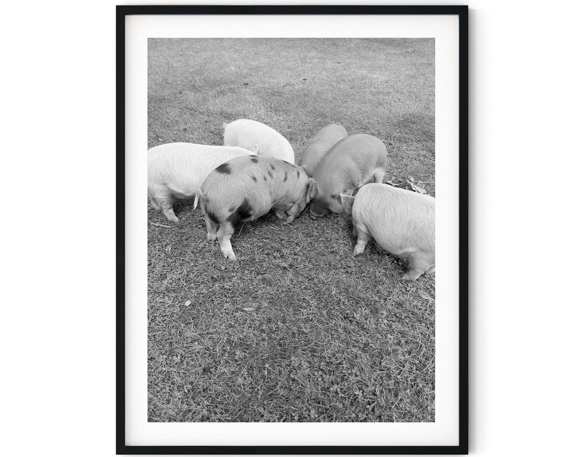 Black And White Photo Wall Art Print Six Piglets Poster Wall Art ...